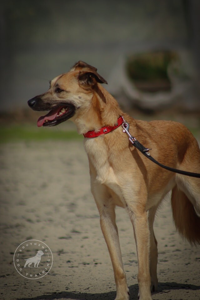 Lead Walking Webinar • Southend Dog Training