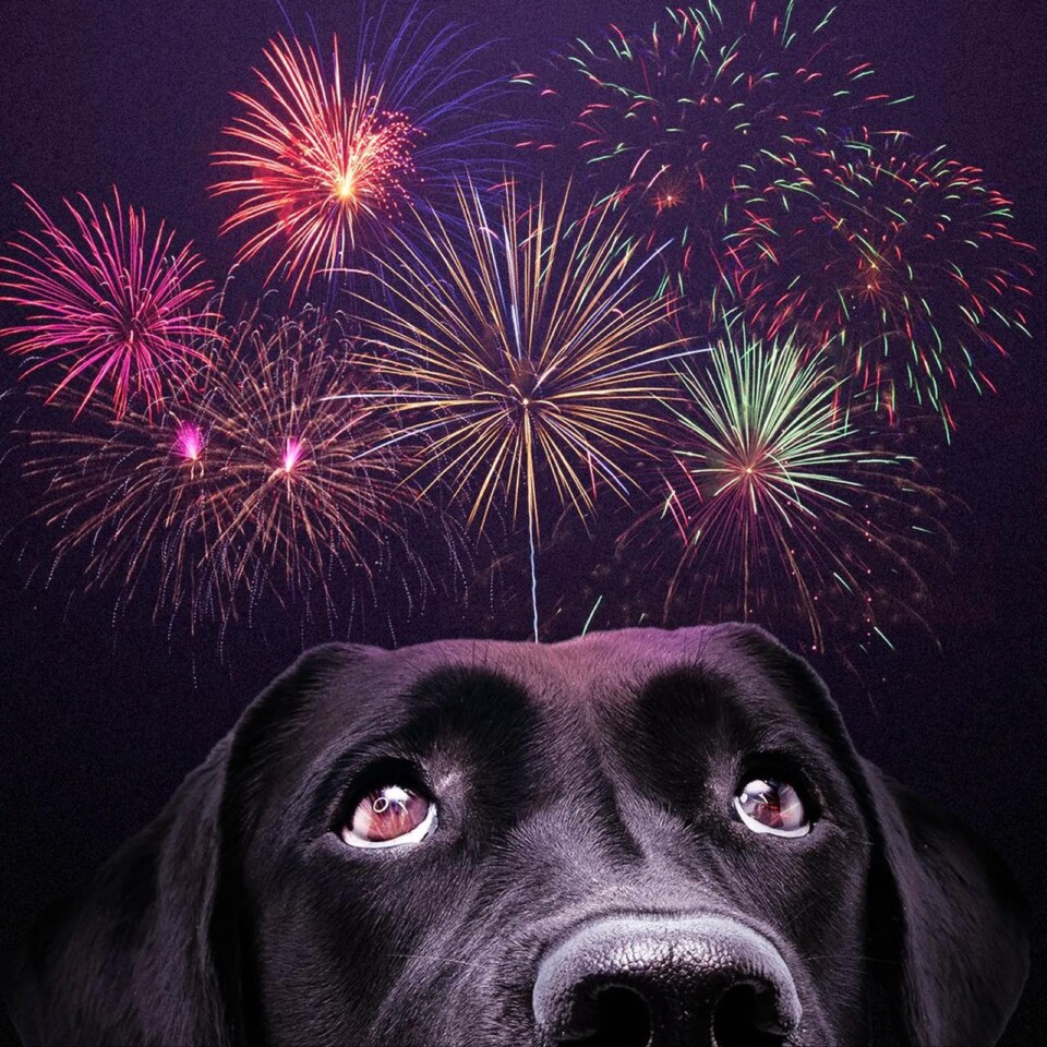 Dog Fireworks Anxiety Webinar (Online) – Help Your Dog Stay Calm ...